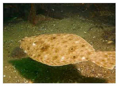 Southern Flounder - flounder