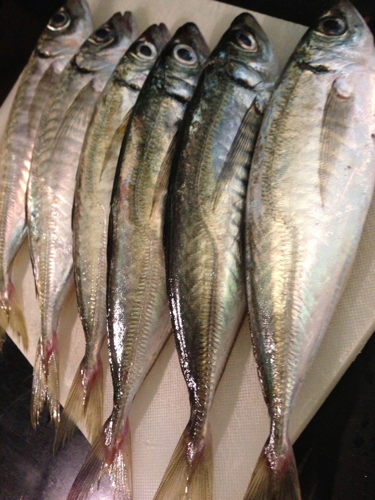 lamammacuoca: SURI O SUGARELLI E' DI SCENA IL PESCE AZZURRO!