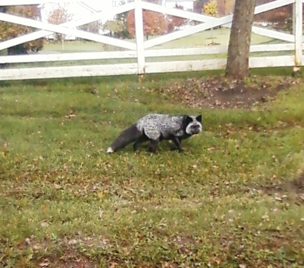 Ohio Birds and Biodiversity: A "Silver" Red Fox