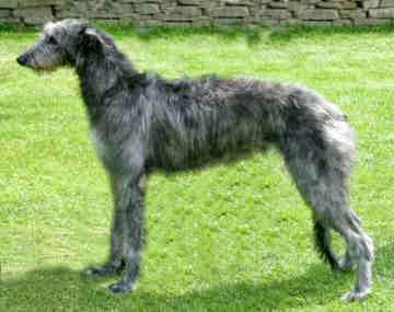 Deerhound o Lebrel escocés