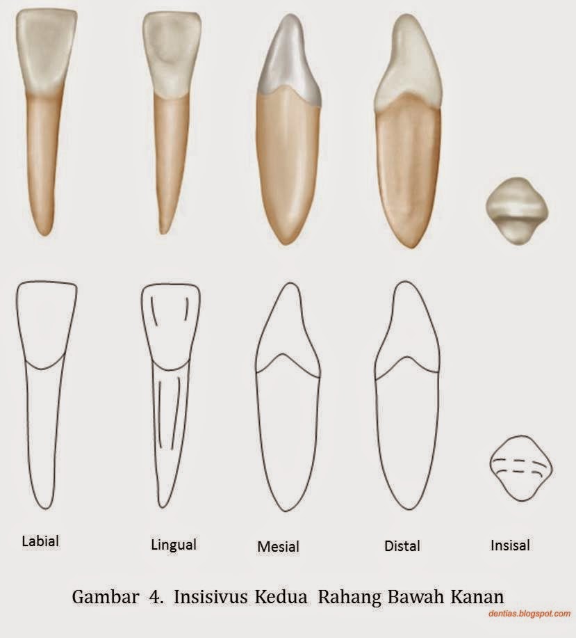 Morfologi Gigi Permanen ~ Dent-ias || notes