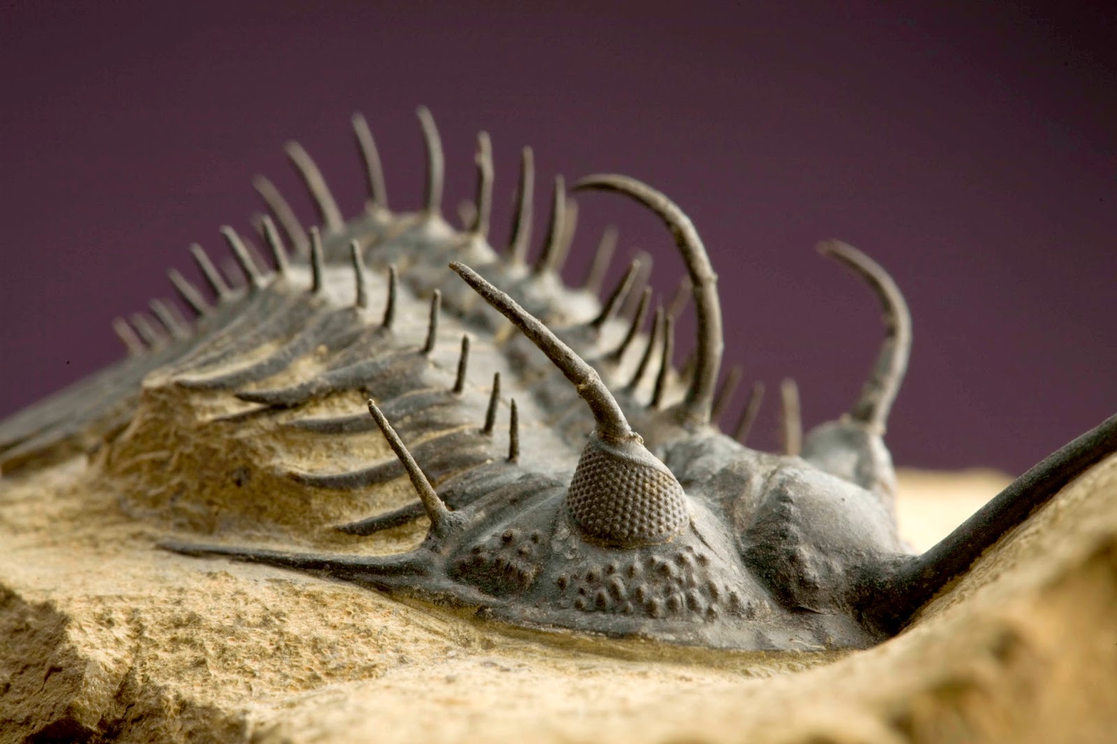 World Of Technology: A well-preserved trilobite specimen from Morocco