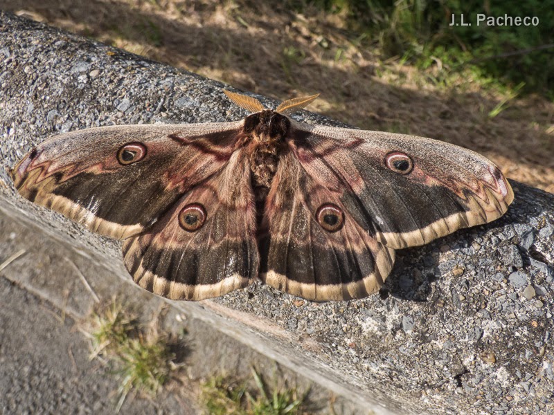 BilboRiando: SATURNIA PYRI. EL GRAN PAVON NOCTURNO