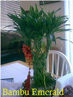 WIRAUSAHA: Bambu Emerald