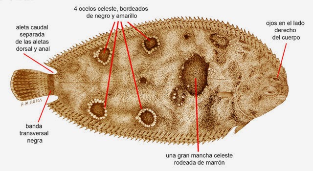 Artes de Pesca: PLEURONECTIFORMES