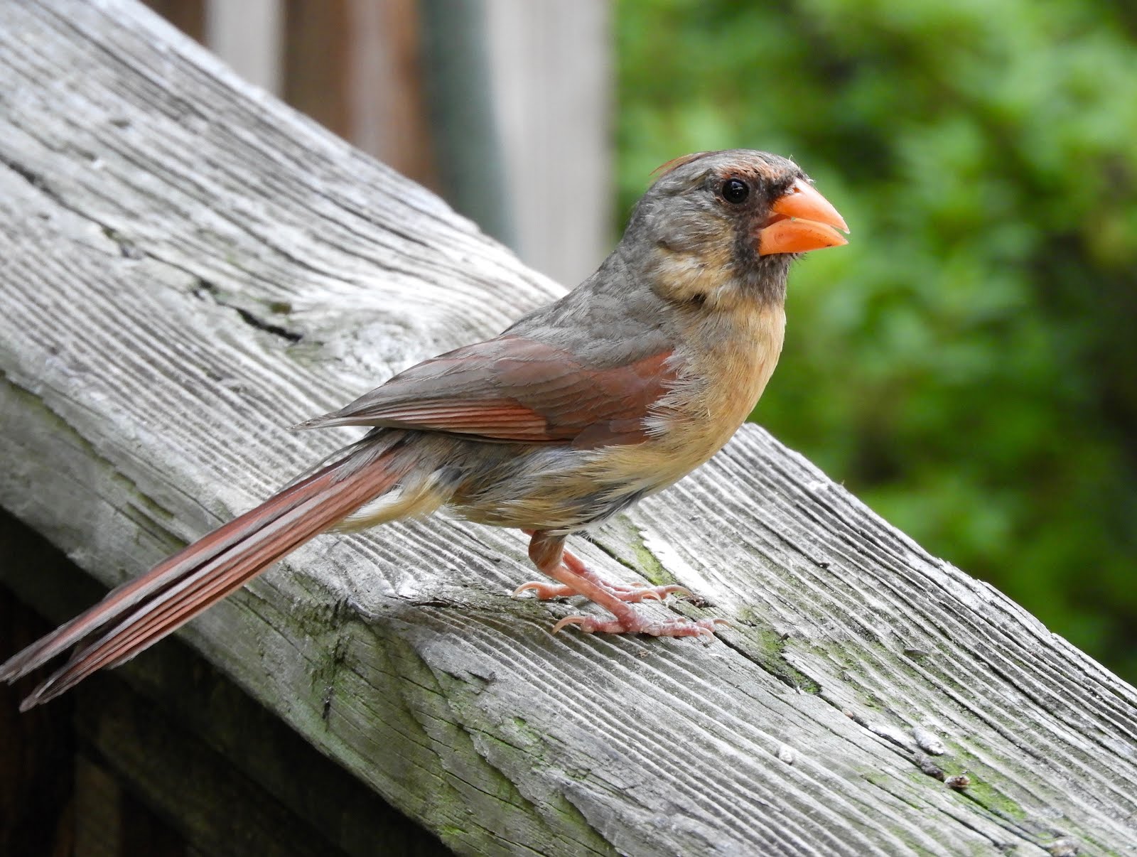 It's All About Purple: Saturday Critters ~ 187