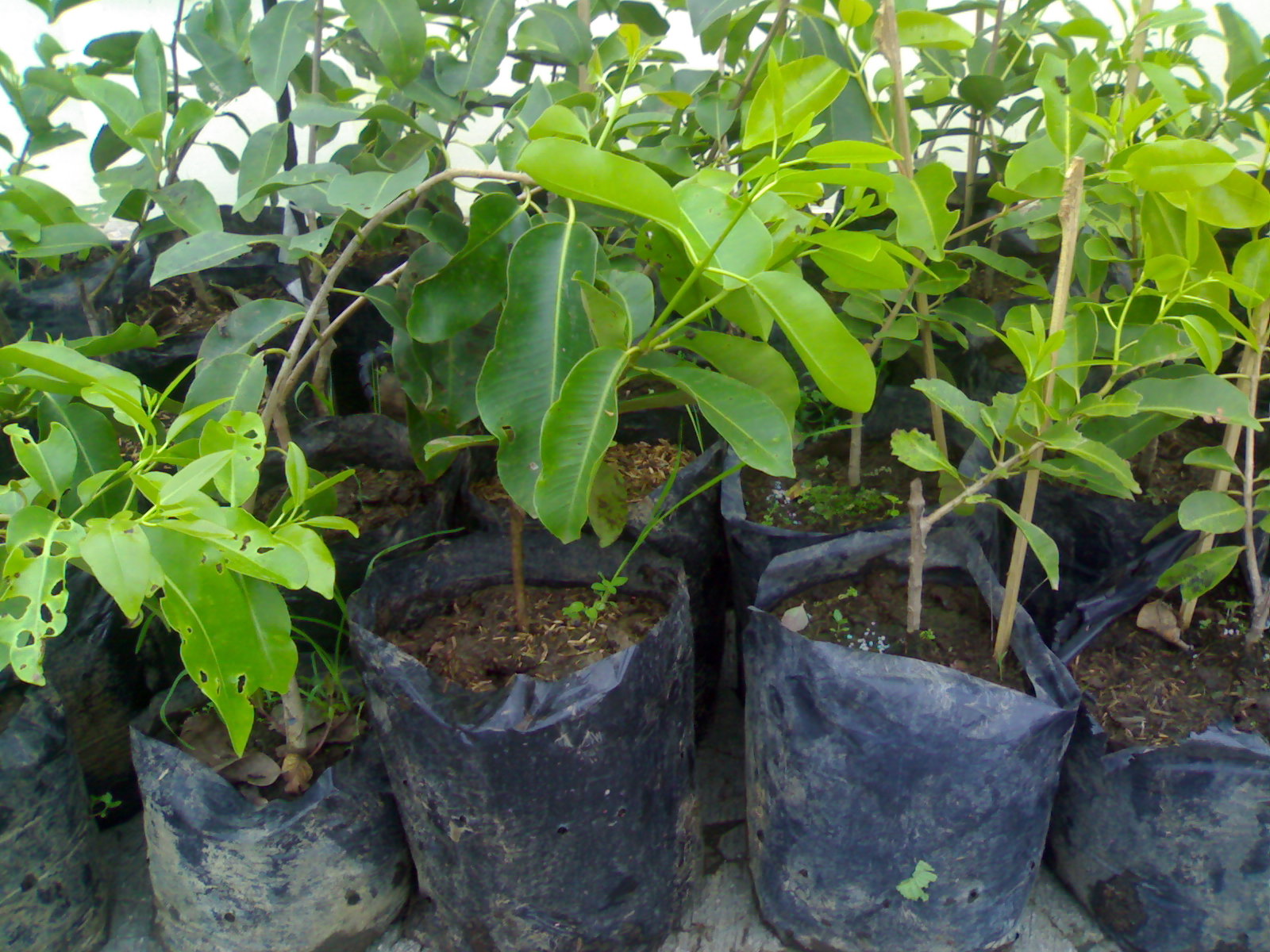 Catatan Kecil Tentang Buah: Juwet - Jamblang - Duwet - Jambu Juwat ...