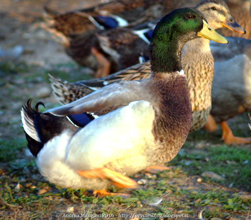 L'anatra Germanata Veneta. | Oryctes.com - Blog & News