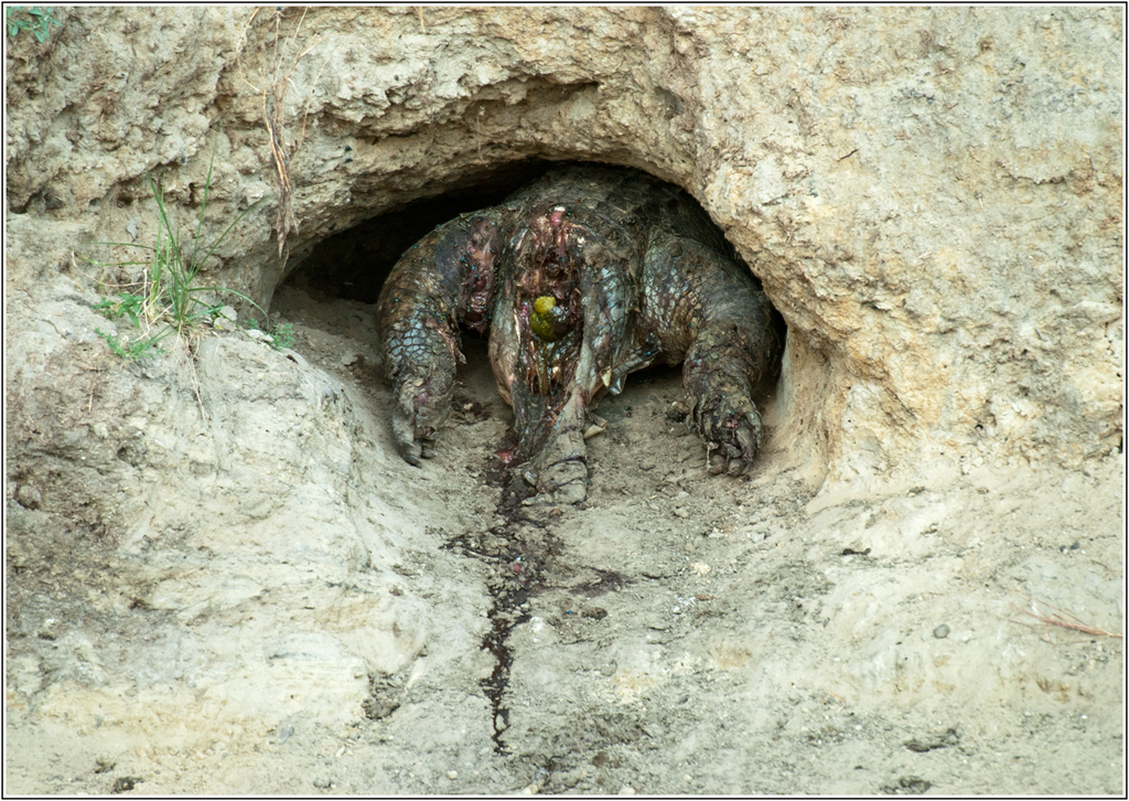 TOM DYRING WILDPHOTO / NN: CROCS IN CAVES