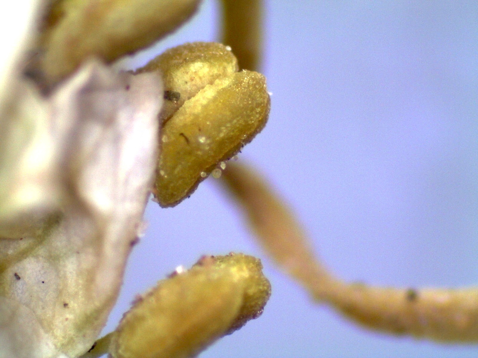 Maple Diversities: The Pollen of Big Leaf Maple Trees (Acer macrophyllum)