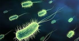 Jual Aneka Macam Mikrobakter / Bakteri Untuk Keperluan Penelitian Dan ...