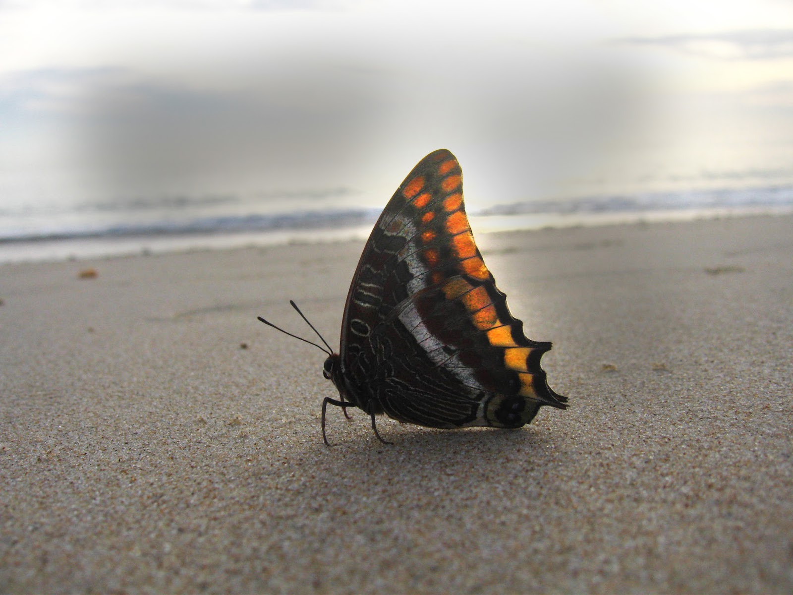 En la soledad del faro: La mariposa que quiso conocer el mar.