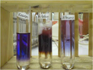 Uji kualitatif Protein dan Asam Amino (Uji Millon) - A Learner