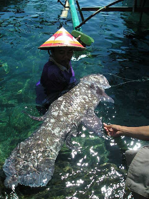 Species New to Science: [Ichthyology • 1999] Sulawesi Coelacanth ...