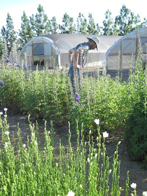 Bindweed Farm: What's Fresh July 4