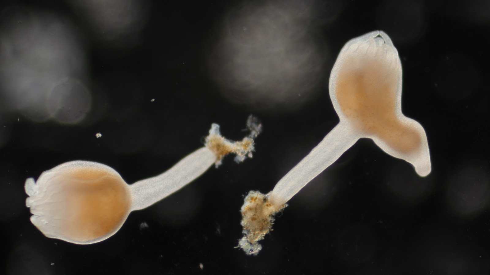 Developmental Biology in the Ocean 2013: Cephea cephea pt. 2