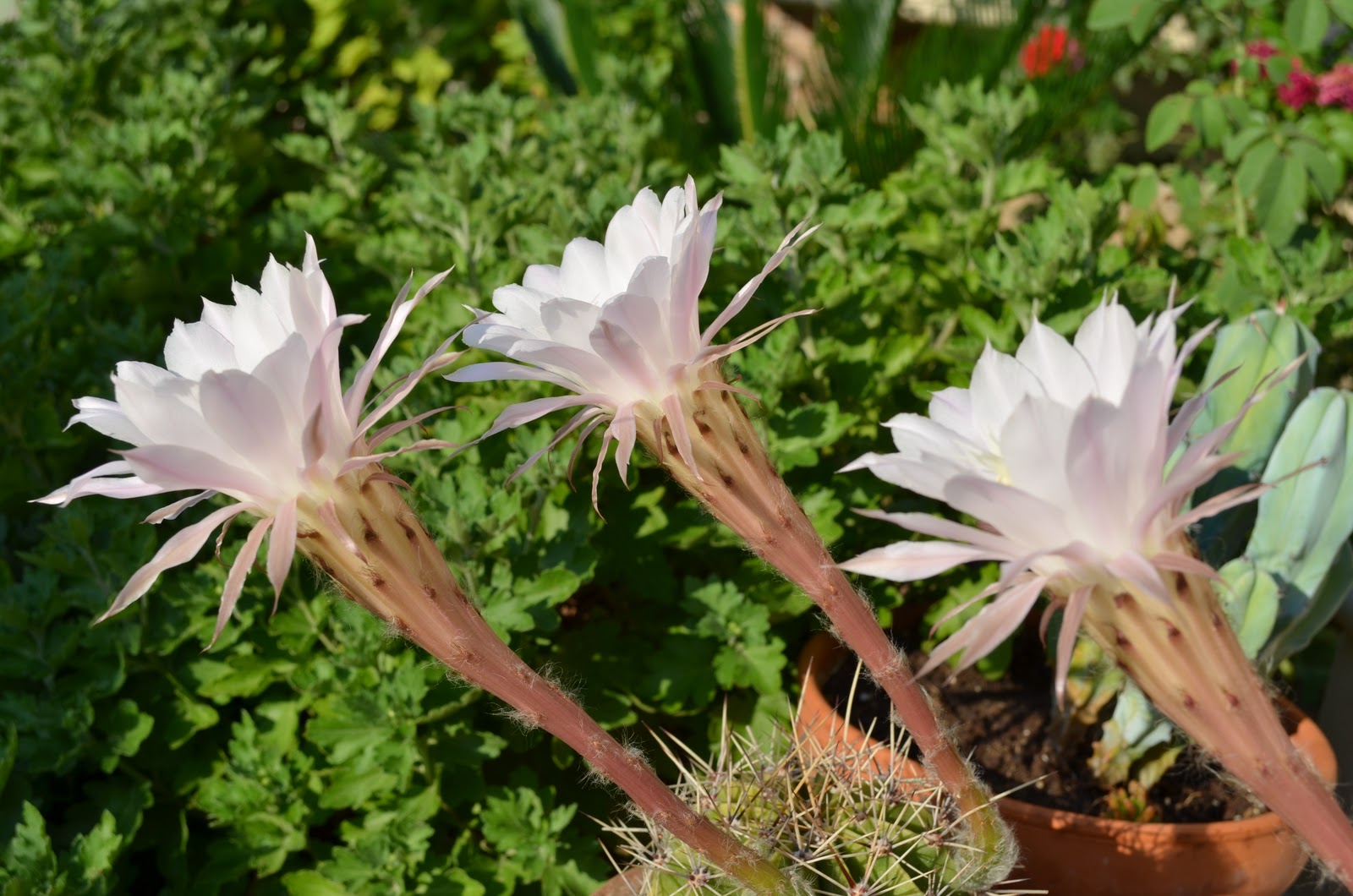 Jurnal de gradina: Flori de cactus si-o zorea