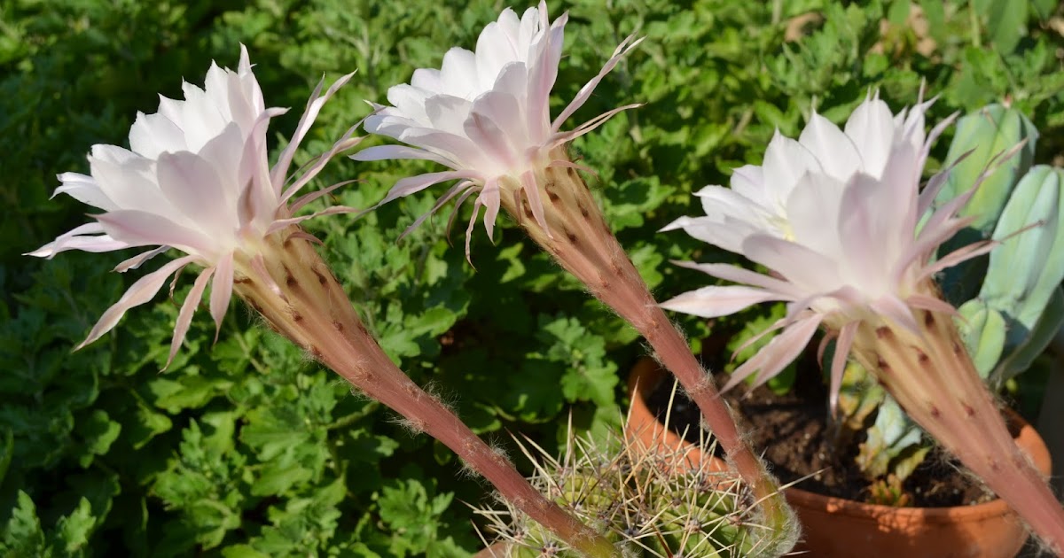 Jurnal de gradina: Flori de cactus si-o zorea