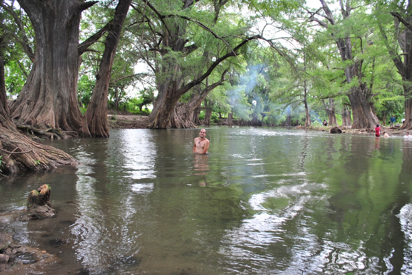 Que es lo que hay dentro de un árbol? : Majestuosos arboles de sabino ...