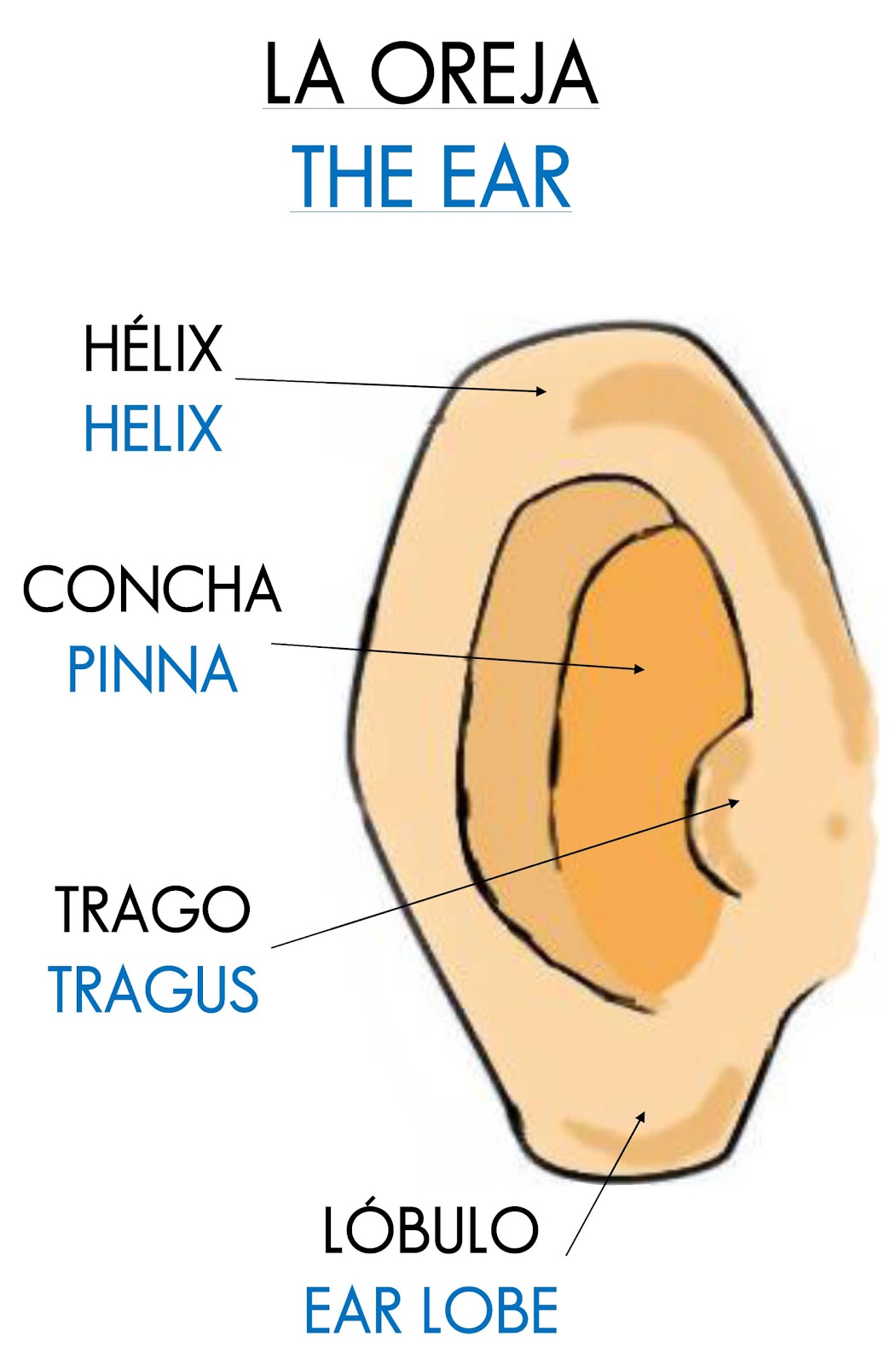 Aprendiendo todavía *** ***: NUESTRO CUERPO - LA CABEZA
