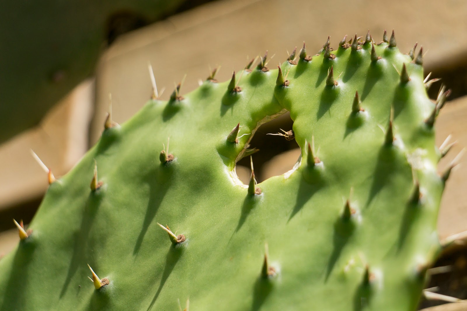 Plantas de Huerta Otea, Salamanca: Chumbera, higuera de pala, palera ...