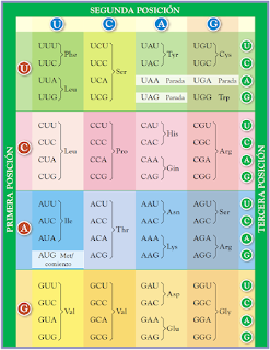 Código genético, transcripción, traducción y síntesis ~ Bioikosalas