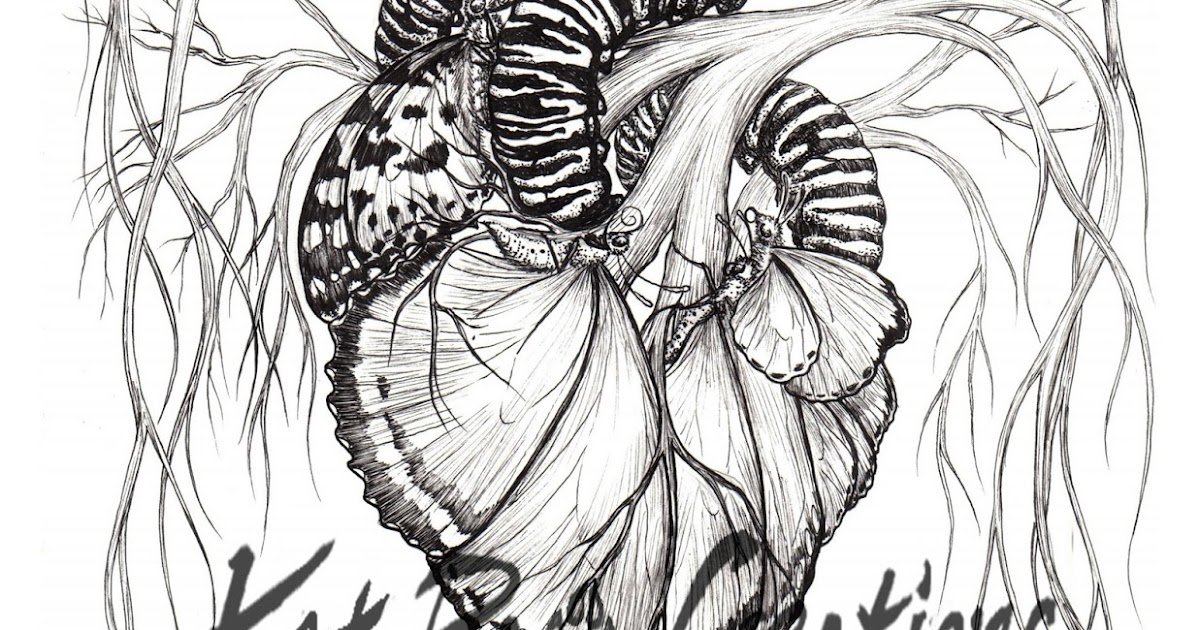 Now my Butterfly Anatomy illustrations are a triptych!