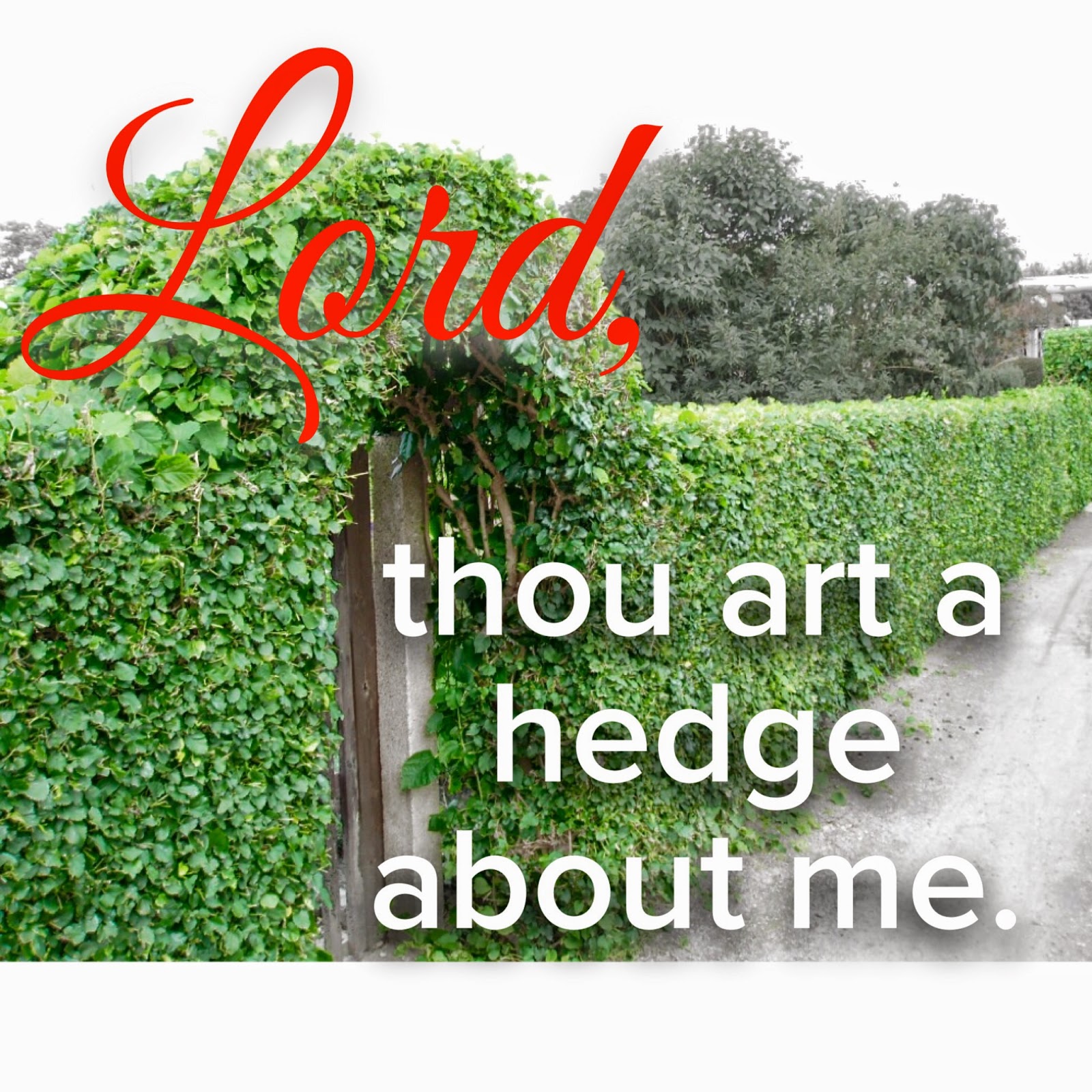 Hedge Of Protection Around Job at Roy Wall blog