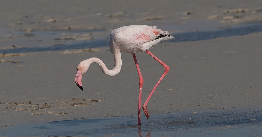 Birds of Saudi Arabia: Greater Flamingos - Al Khobar Sea Front