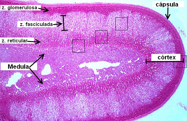 Glândulas Adrenais | Atlas de Histologia - MED UESB