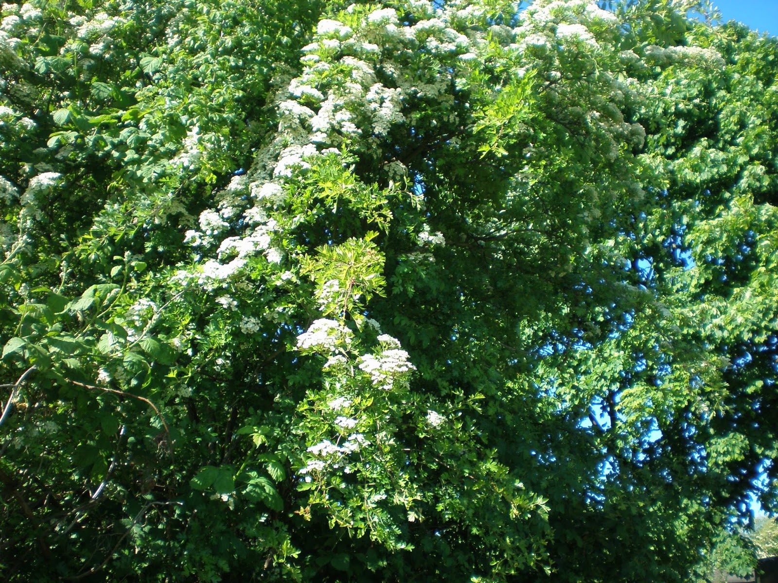 The Stray Today: Chestnut trees and their enemies