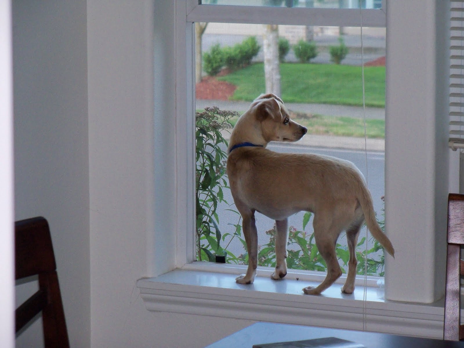 Cory and Julie Nielsen: Dexter the Dog