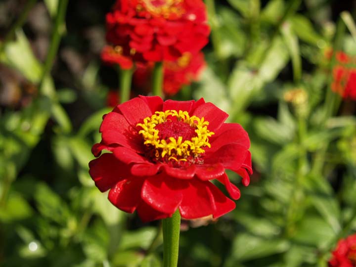 Atelier Andrea Baron: Heute: 5 Stunden im Staudengarten