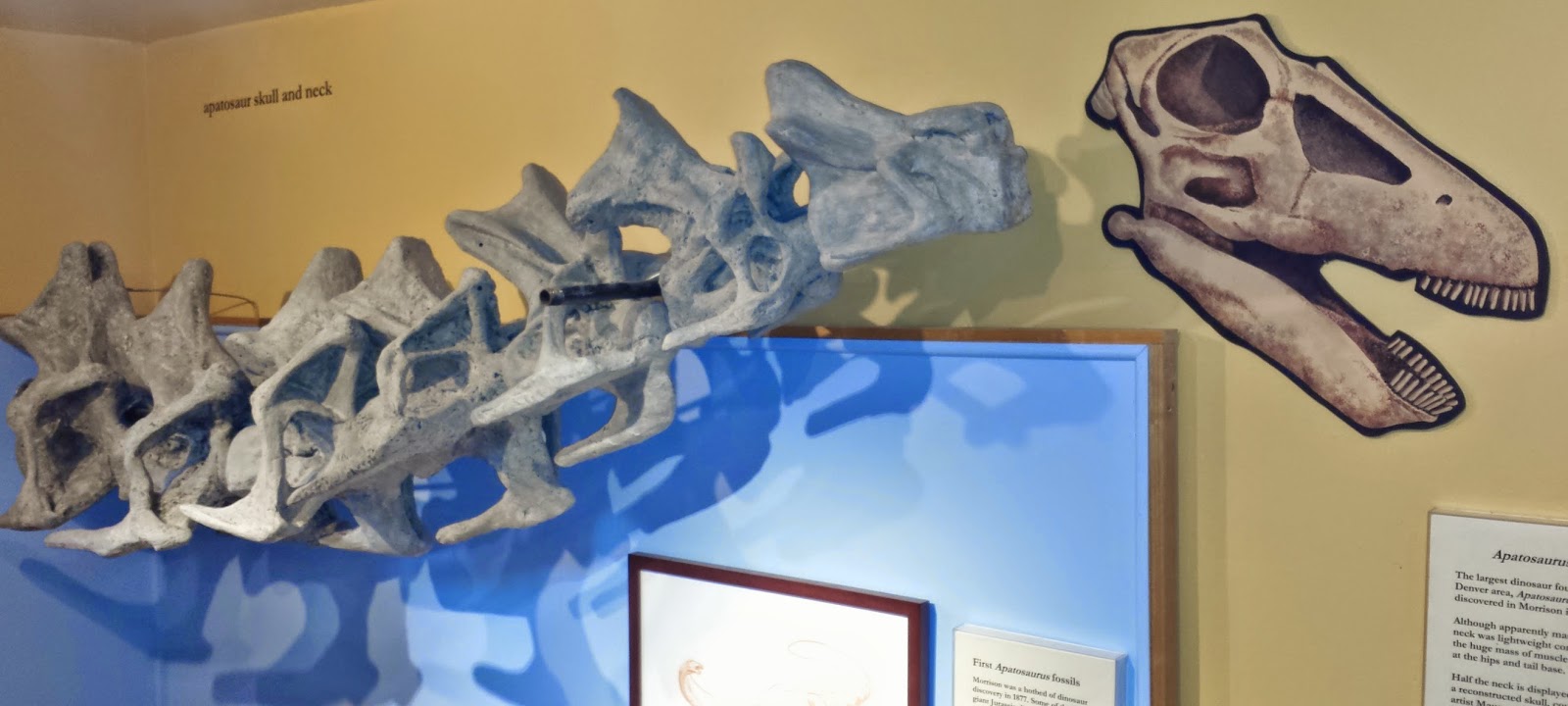 C Bakunas Art: A Visit To The Morrison Natural History Museum