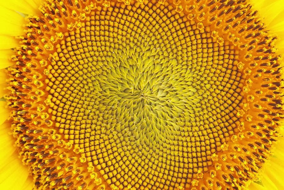 15 Beautiful Examples of Symmetry in Nature ~ Cars 2015 Pics Hub