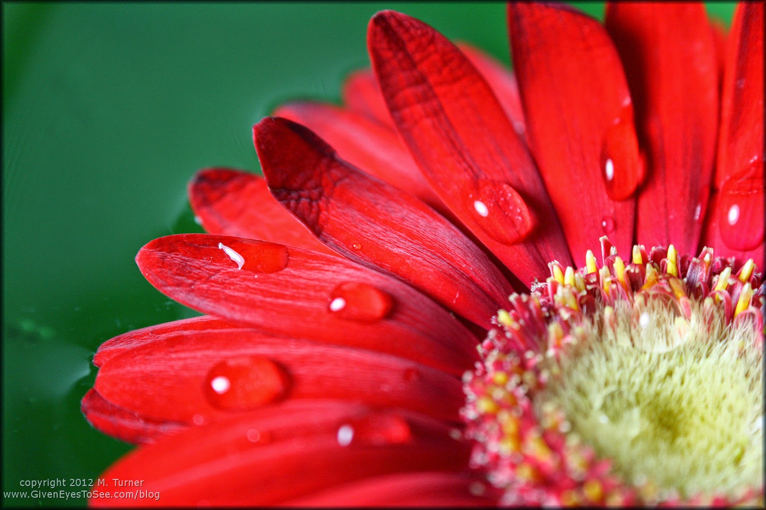 Red Flowers in Your Life - Flower With Styles