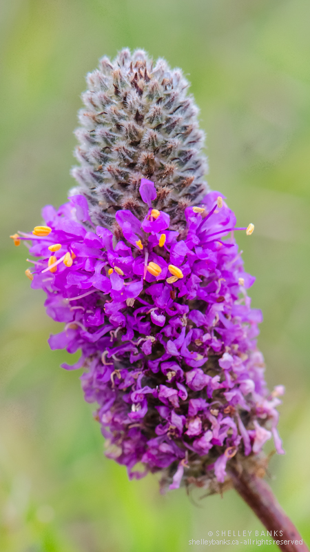 Prairie Wildflowers: Purple Prairie Clover: Crimson and Yellow Florets