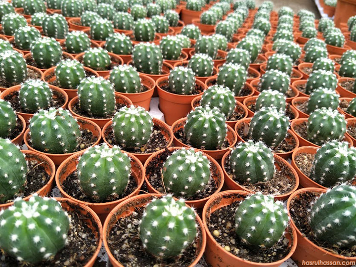 Cameron Highlands - 'Syurga' Pecinta Cactus