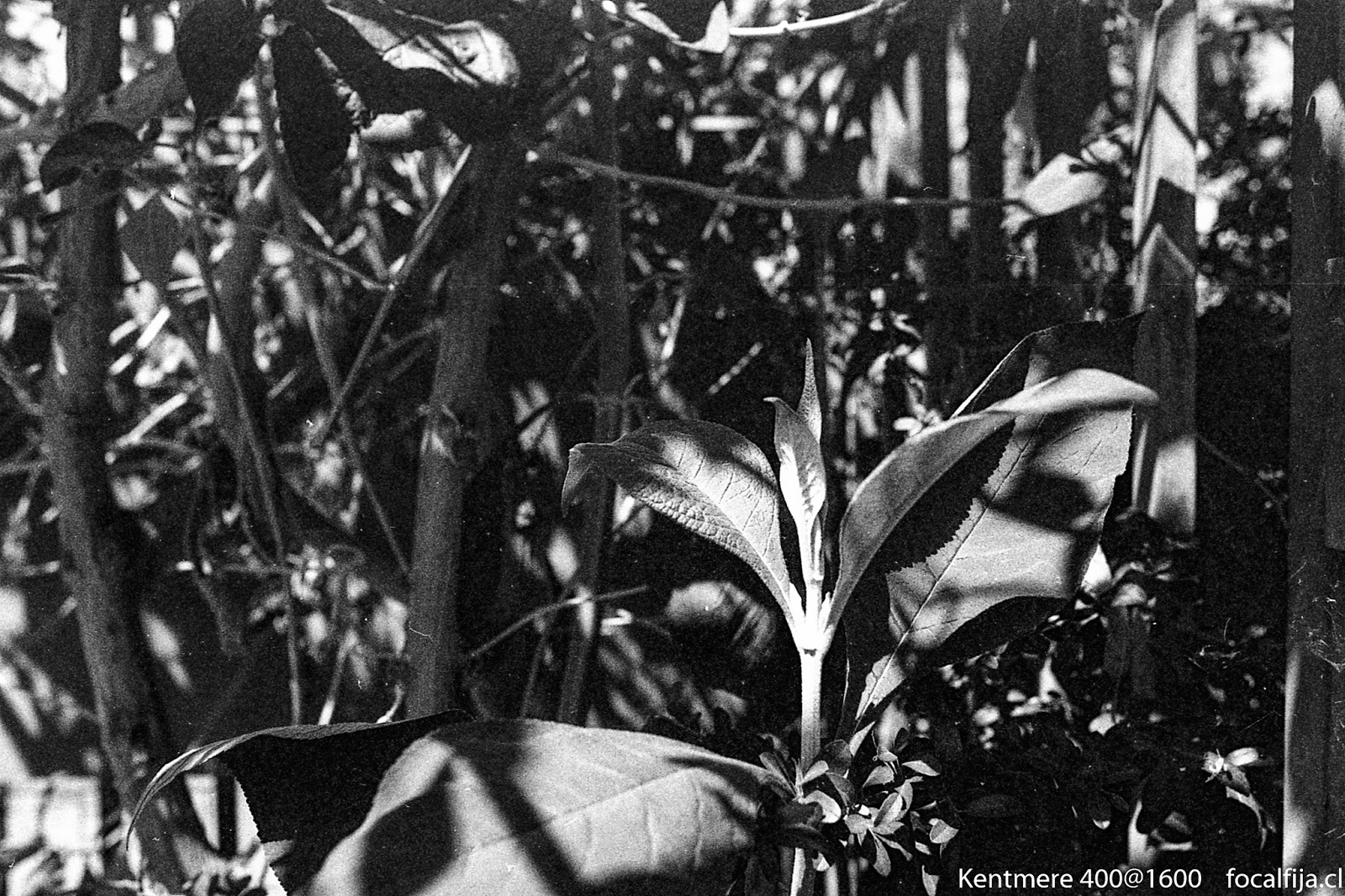 Kentmere 400 Push @800 @1600 @3200 Revelado con Rodinal