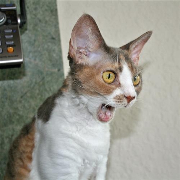 Your Source of Randomness: WTF Kitty Pictures