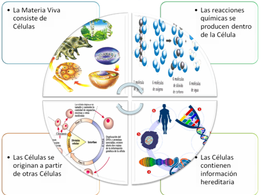 Biología 4º La Célula