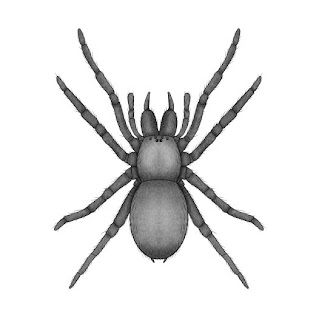 Spider Drawing | 3D Drawing