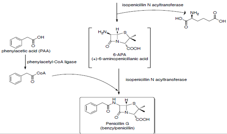 KNOWLEDGE: ANTIBIOTIK GOLONGAN I (INHIBITOR DINDING SEL)