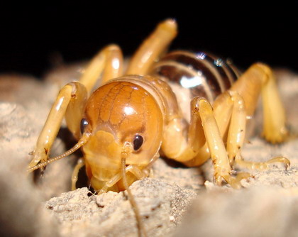 La leyenda del ‘Cara de niño’ ~ La Ruta del Bichólogo