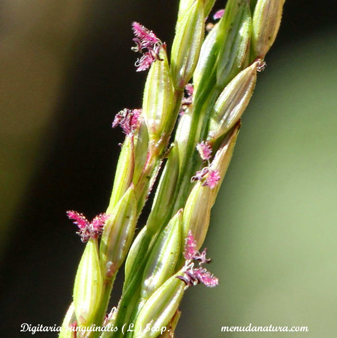 Menuda Natura: Digitaria sanguinalis (L.) Scop.