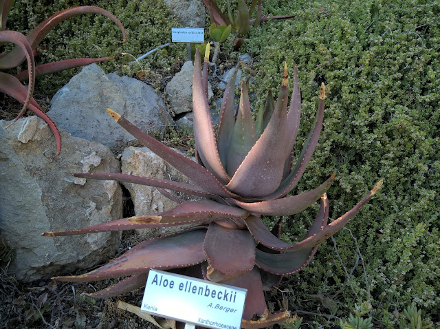 Aloe : Come Riconoscere le Diverse Specie - Con Foto e Descrizione | Il ...