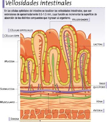 Biología Humana: SISTEMA DIGESTIVO: ANATOMÍA (2° PARTE)