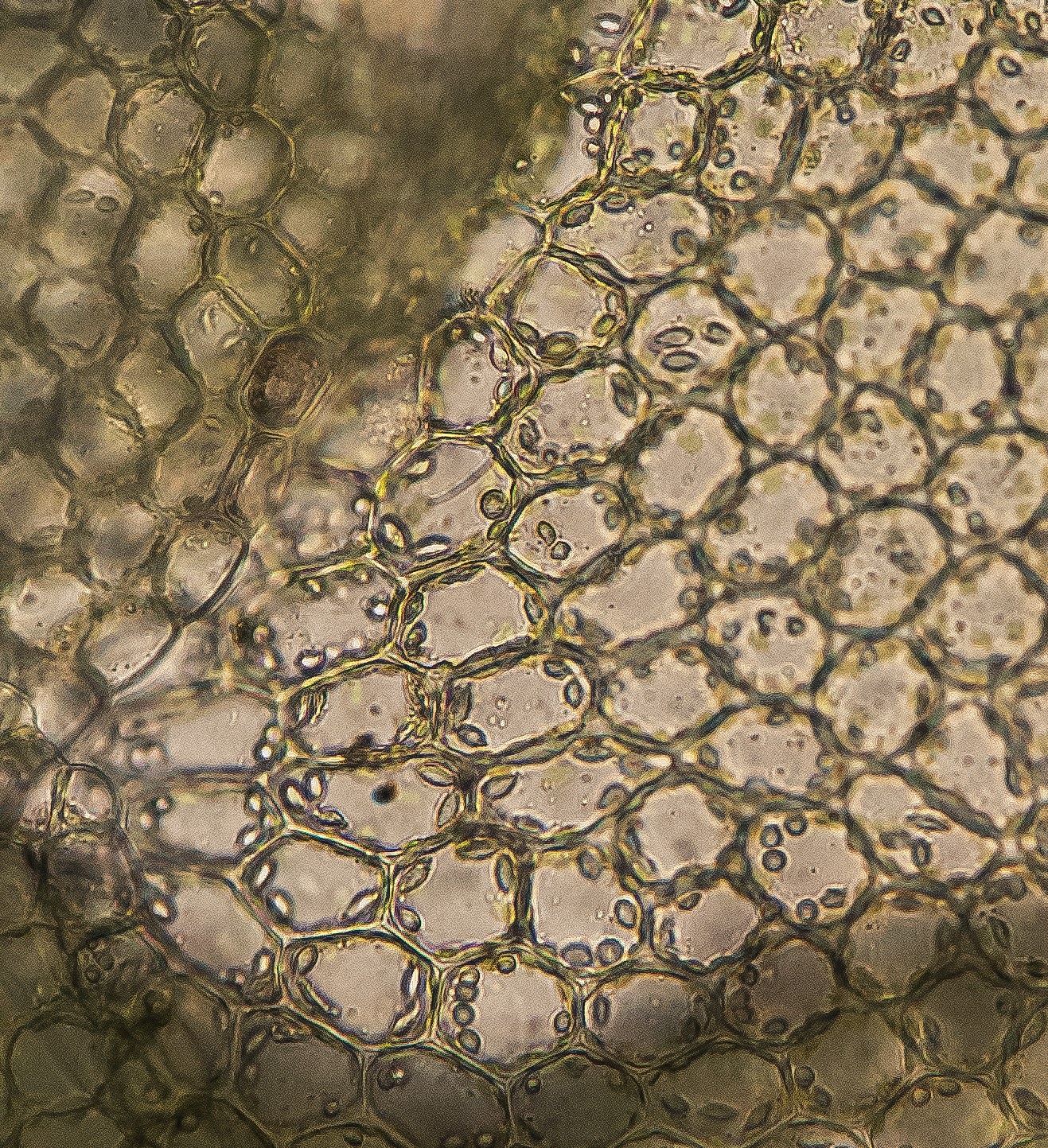 South Wales Bryophytes: Lejeunea patens (Pearl Pouncewort)