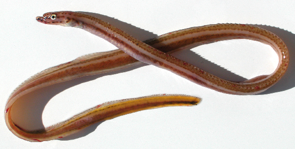 Artes de Pesca: ACTINOPTERYGII