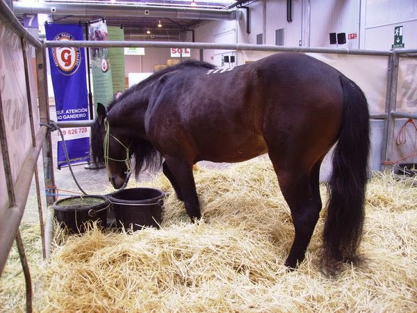 O CABALO DE PURA RAZA GALEGA / THE GALICIAN HORSE BREED / LE CHEVAL DE ...
